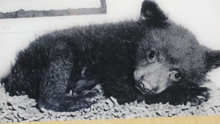 How Disney’s “Bambi” led to the creation of Smokey Bear - Jim Hill Media